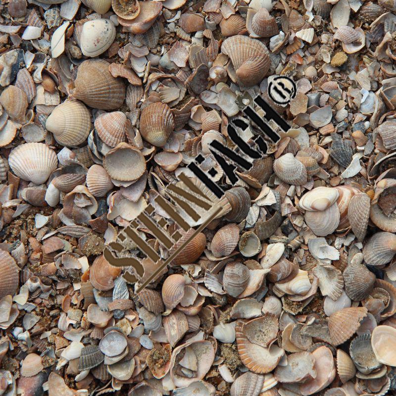 North Sea shells (washed) | Steinfach.com